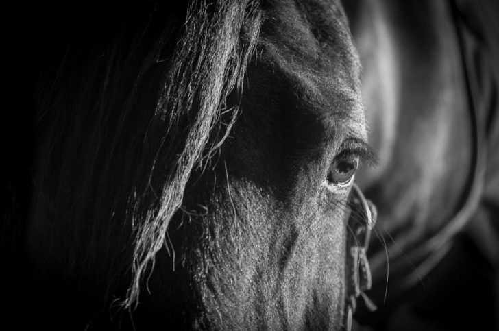 Un ojo adaptado a las necesidades de un animal de presa – Equisens