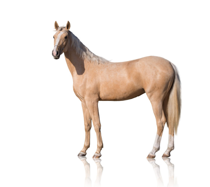 La belleza del caballo Palomino o Isabelino – Equisens