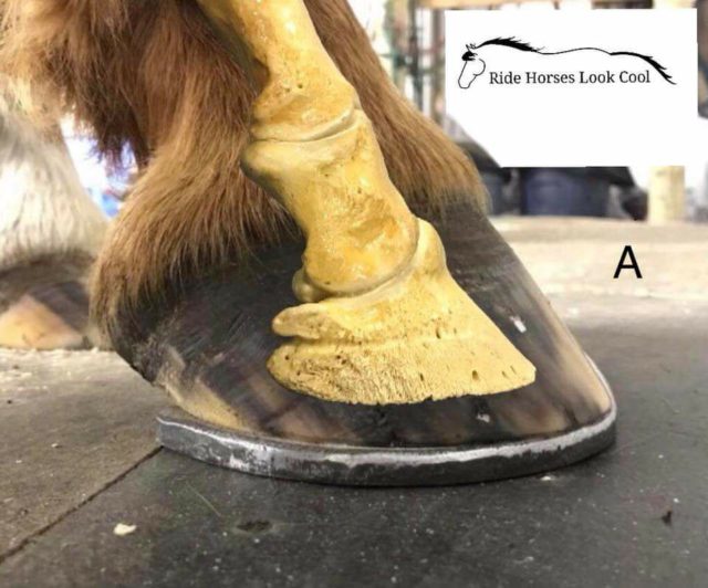 Las falanges del pie del caballo – Equisens