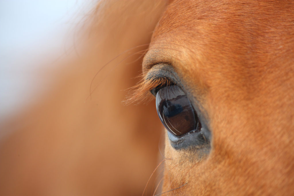 Chestnut horse eye – Equisens