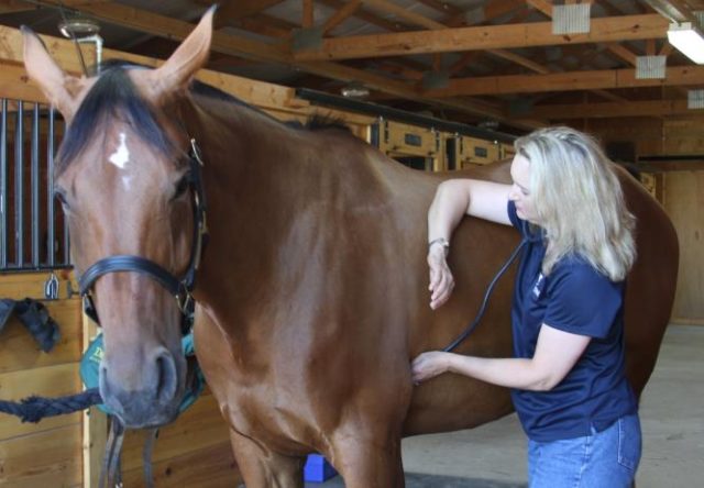 Las constantes vitales de un caballo sano y cómo medirlas – Equisens