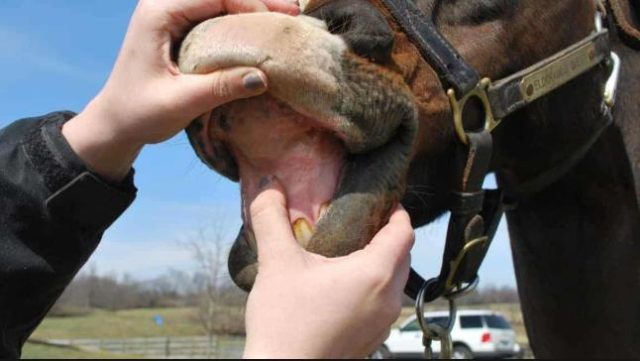 Las constantes vitales de un caballo sano y cómo medirlas – Equisens