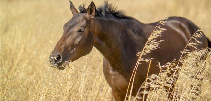 El secreto para tener un caballo sano por muchos años – Equisens