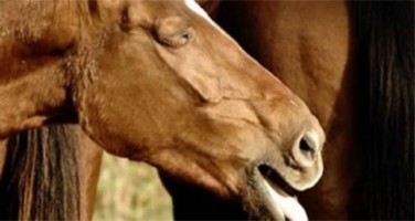 Problemas respiratorios en los equinos – Equisens