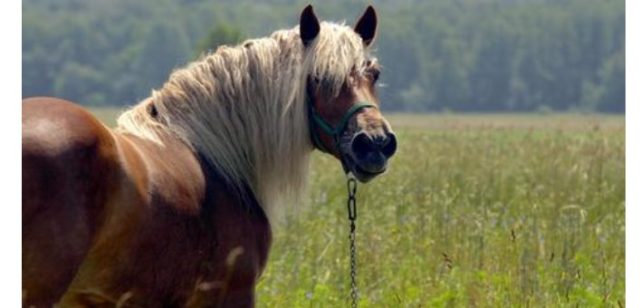 ¿Cómo sé si mi caballo tiene síndrome metabólico equino? – Equisens