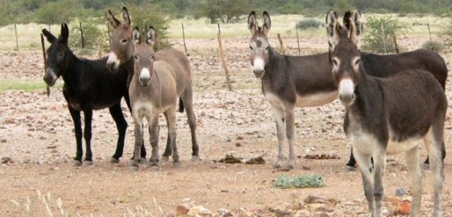 La alimentación del Burro – Equisens