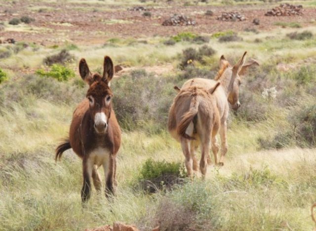 La alimentación del Burro – Equisens