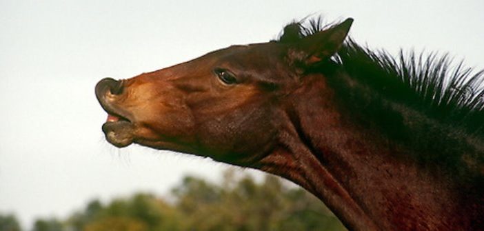 El reflejo de Flehmen