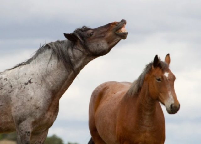 El reflejo de Flehmen – Equisens
