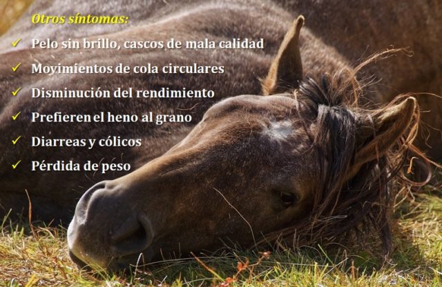 Disbiosis y el síndrome del intestino permeable – Equisens