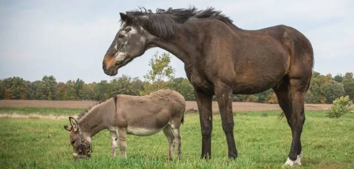 Caballo vs Burro: ¿Quién gana? Descubre datos sorprendentes