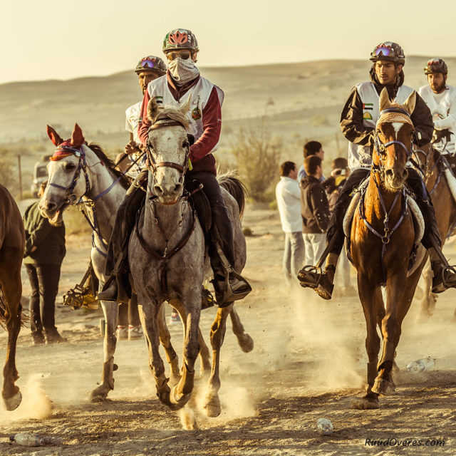 Una nueva investigación promete predecir si los caballos de raid están ...