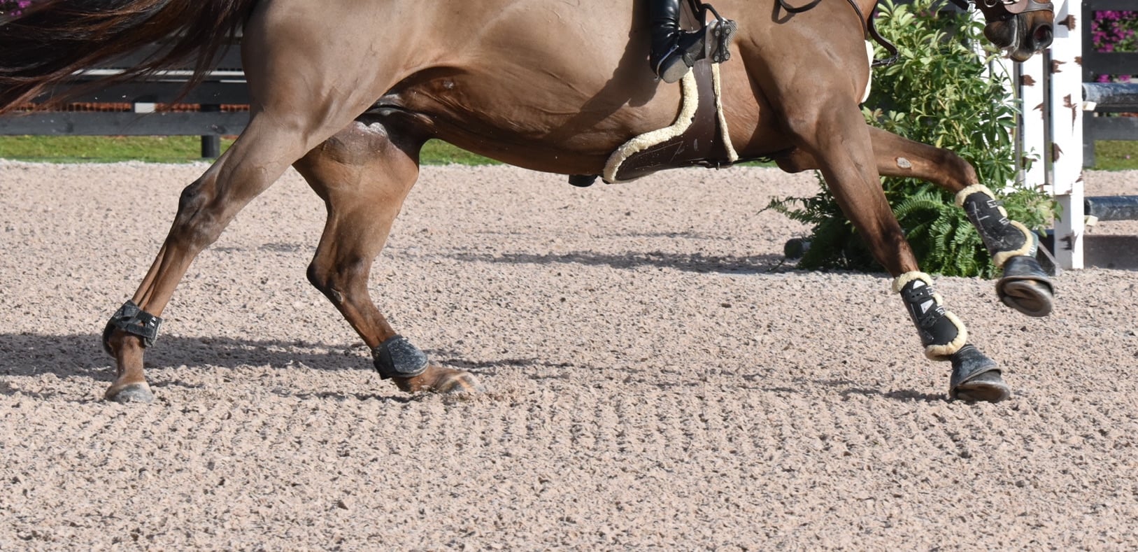 Nueva investigación sobre por qué los caballos descalzos siguen siendo ...
