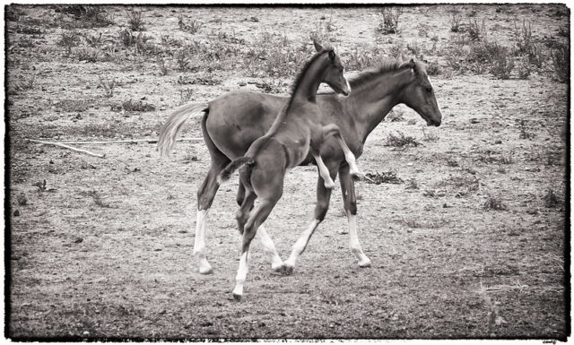 ¿Es ética la modificación genética en caballos? – Equisens