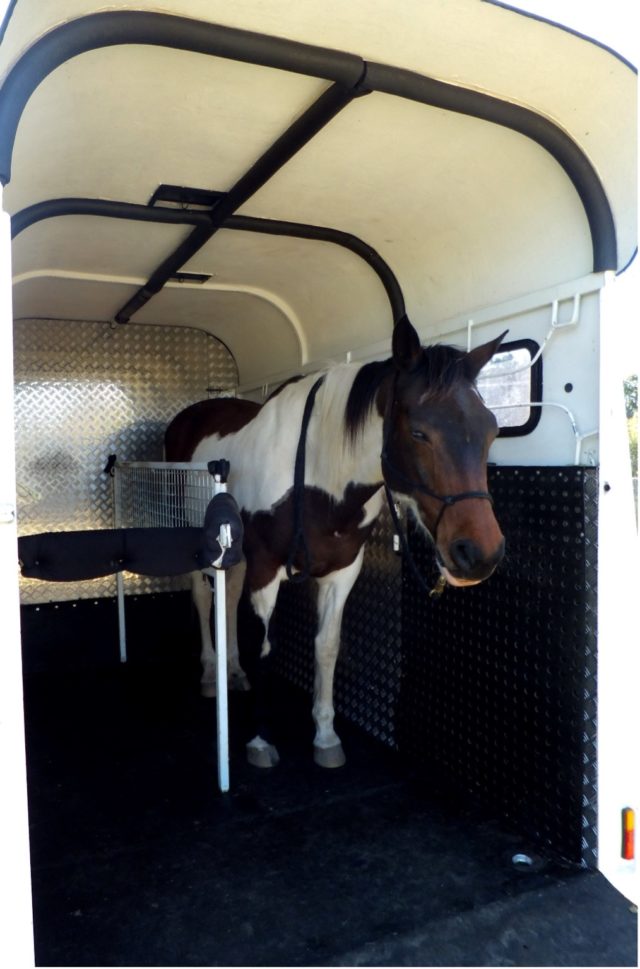 La importancia de que los caballos viajen mirando hacia atrás – Equisens