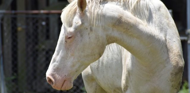 Arteritis Viral Equina, una enfermada muy contagiosa – Equisens